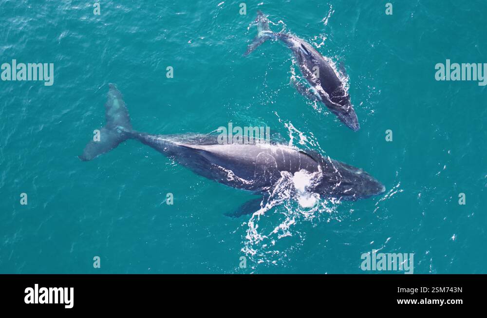 Newly born baby Humpback Whale calf rest next to its mother in the blue ...
