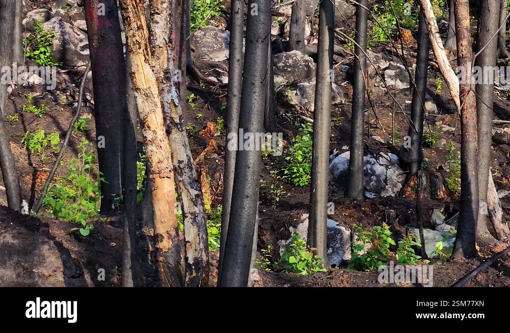 Ash tree sprout Stock Videos & Footage - HD and 4K Video Clips - Alamy