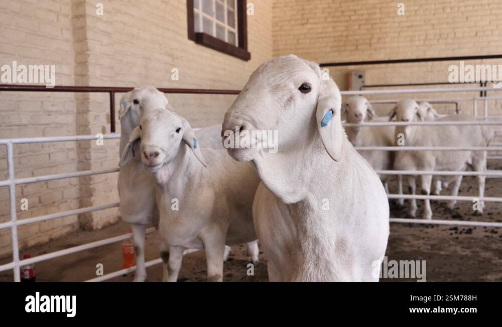 Cute, goofy Van Rooy sheep wait in corral at Loxton RSA public auction ...