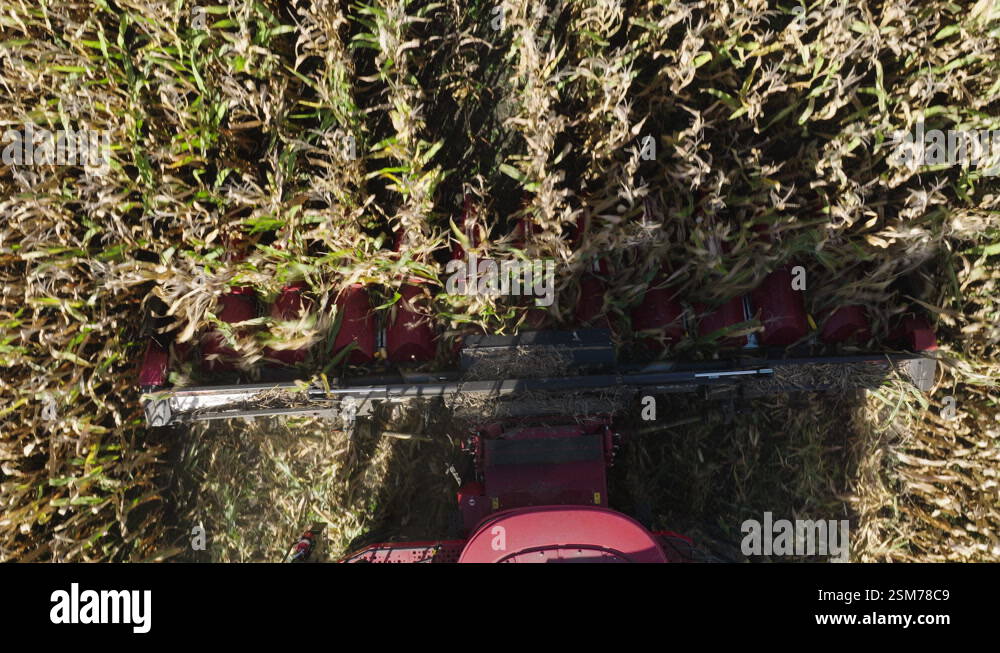 Combine Harvester's Threshing Machine Cutting Through Crops, Aerial Top ...