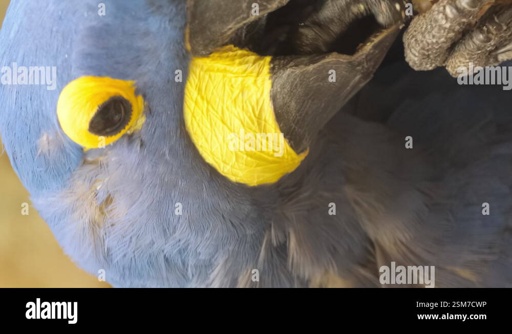 Hyacinth macaw pet Stock Videos & Footage - HD and 4K Video Clips - Alamy