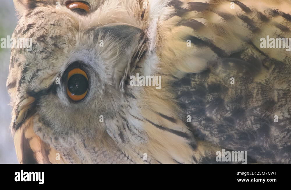 A great horned owl with yellow eyes looks straight ahead as it searches ...