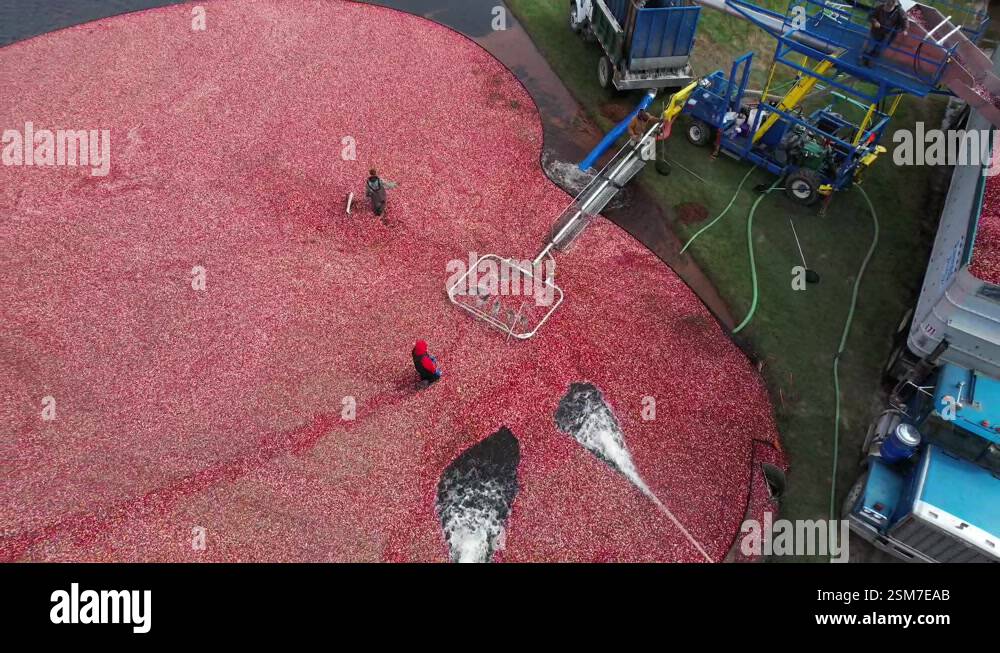 During the annual cranberry harvest, a berry pump moves cranberries out ...