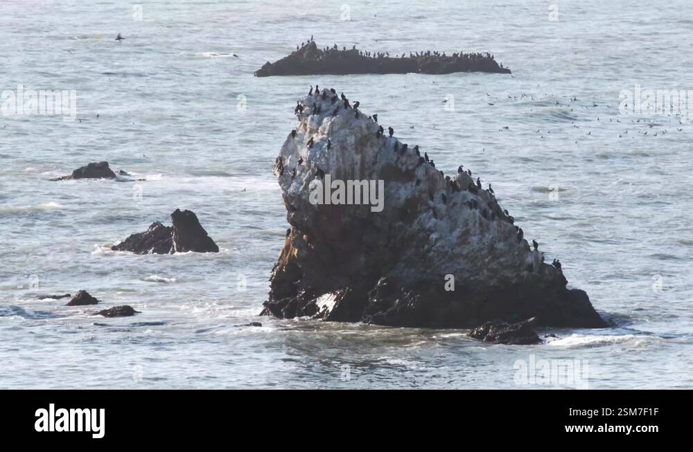 A couple of rocks in the waters of Pacific populated with Cormorants on ...