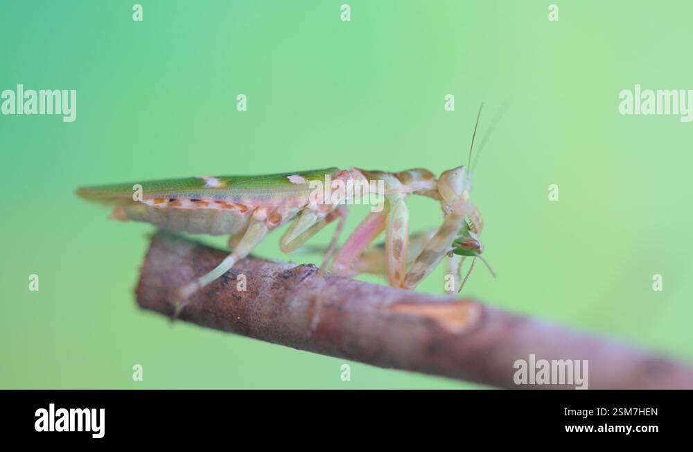 Close-up footage of Jeweled Flower Mantis, Creobroter gemmatus having a ...