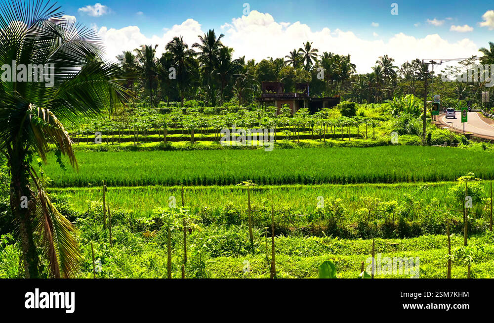 Papaya tree in palm Stock Videos & Footage - HD and 4K Video Clips - Alamy