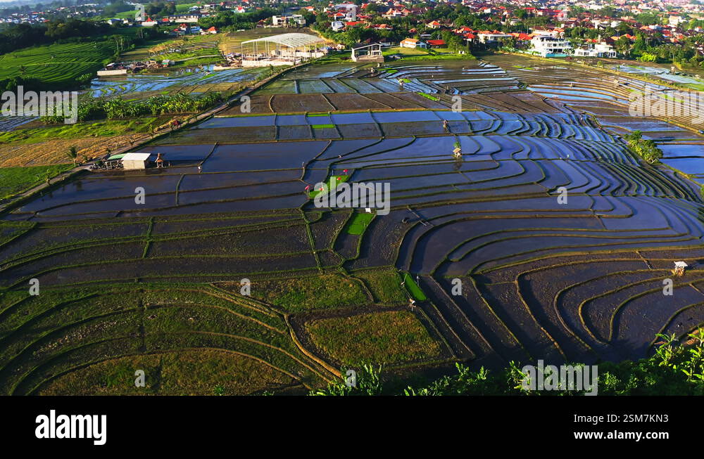 Flooded rice paddy field in plantation near village in Bali, Indonesia ...