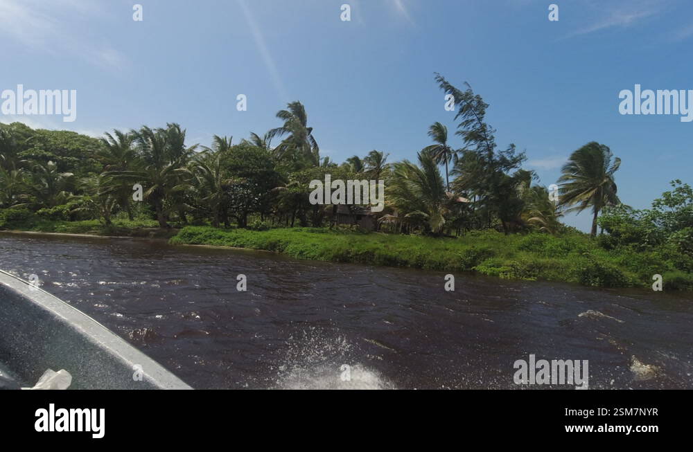 Palm trees blow in breeze as boat motors near green tropical shore ...