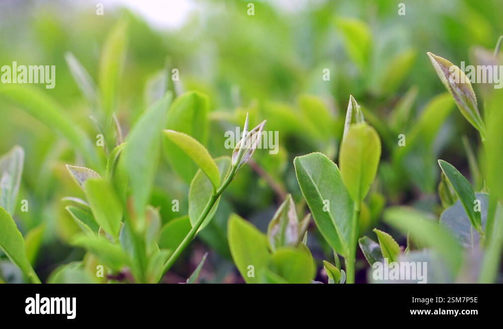 Tea plantation plants camellia Stock Videos & Footage - HD and 4K Video ...