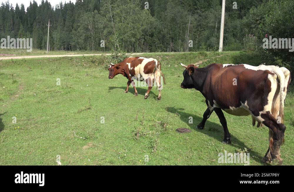 Cows Grazing in Mountains Forest, Beef Portrait Pasturing in Wood ...