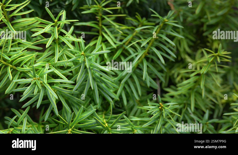 Sliding Shot Of Green Conifer Shrub In Outdoor Garden Stock Video ...