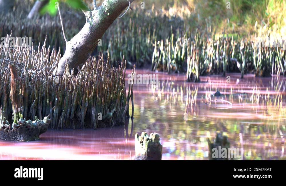 High salinity pink waterway in the mangrove wetlands with blue-green ...