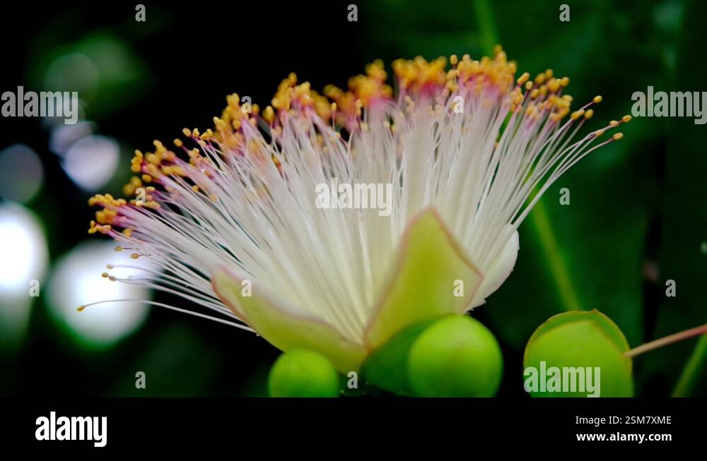 Albizia lebbeck, siris tree from mimosa family, common in India, Burma ...