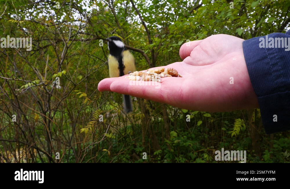 Small birds peck seeds from the hand Stock Video Footage - Alamy