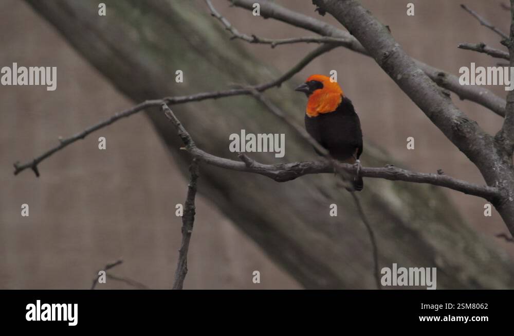 Black-winged red bishop. lovely Red Bishop Bird. Euplectes hordeaceus ...