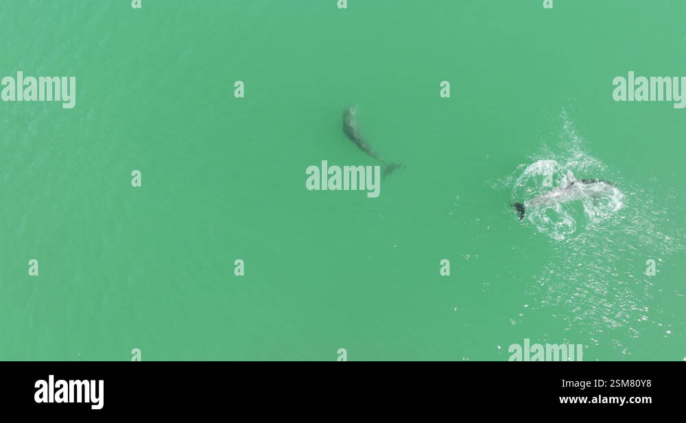 Dolphin hunt fish Stock Videos & Footage - HD and 4K Video Clips - Alamy