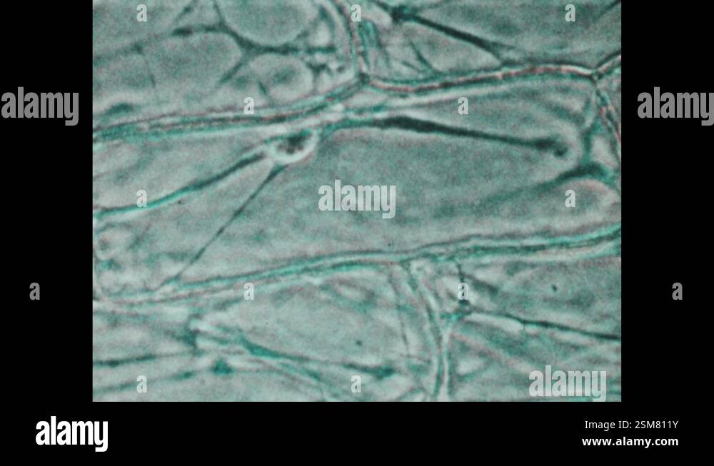 1980s:Time lapse photography of a morning glory blooming. Plant cells ...