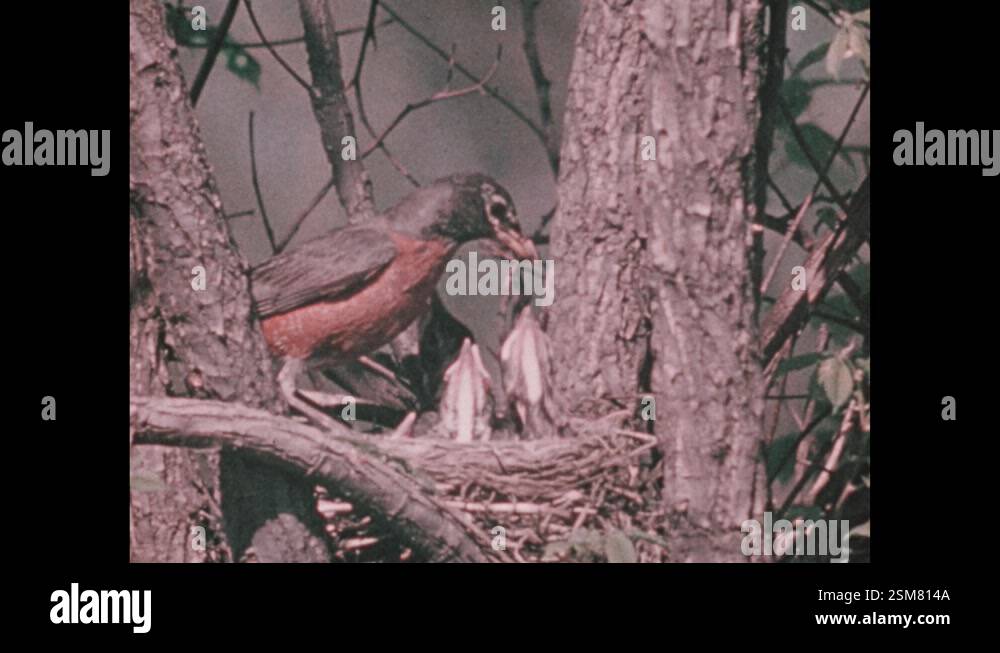 Robin with worms Stock Videos & Footage - HD and 4K Video Clips - Alamy