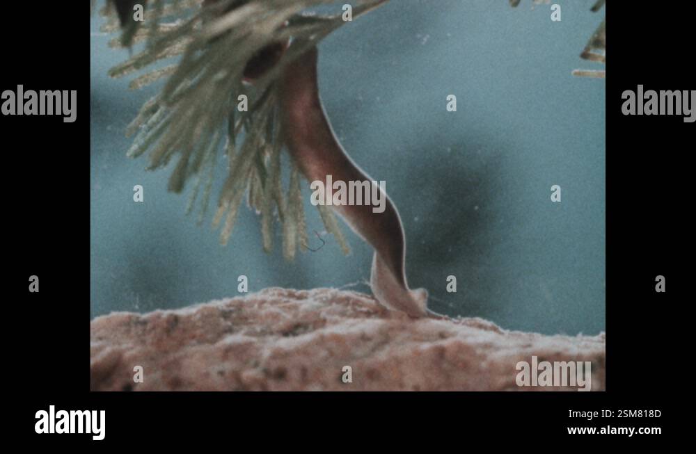 1970s: Flatworm moves through water. cilia on flatworm. Rocks. Snail ...