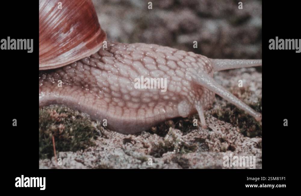1970s: Snail crawls across the ground. Underside of snail Stock Video ...