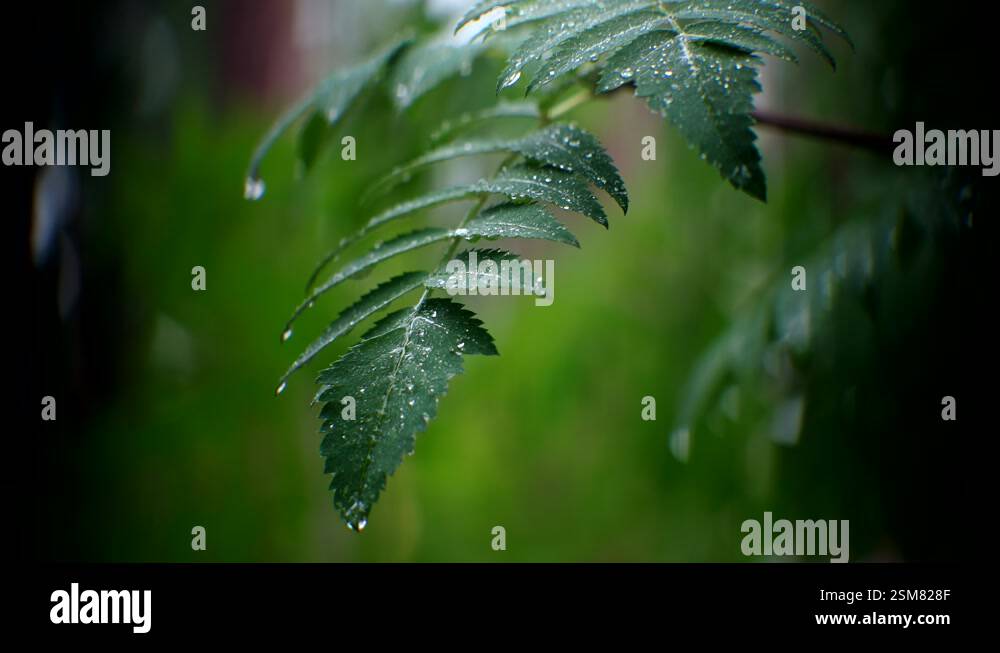 Rainy Serene Ecosystem. Rainfall Misty Forest. Rainwater Drips In ...