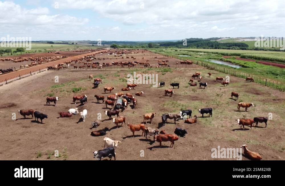 Quality cattle Stock Videos & Footage - HD and 4K Video Clips - Alamy
