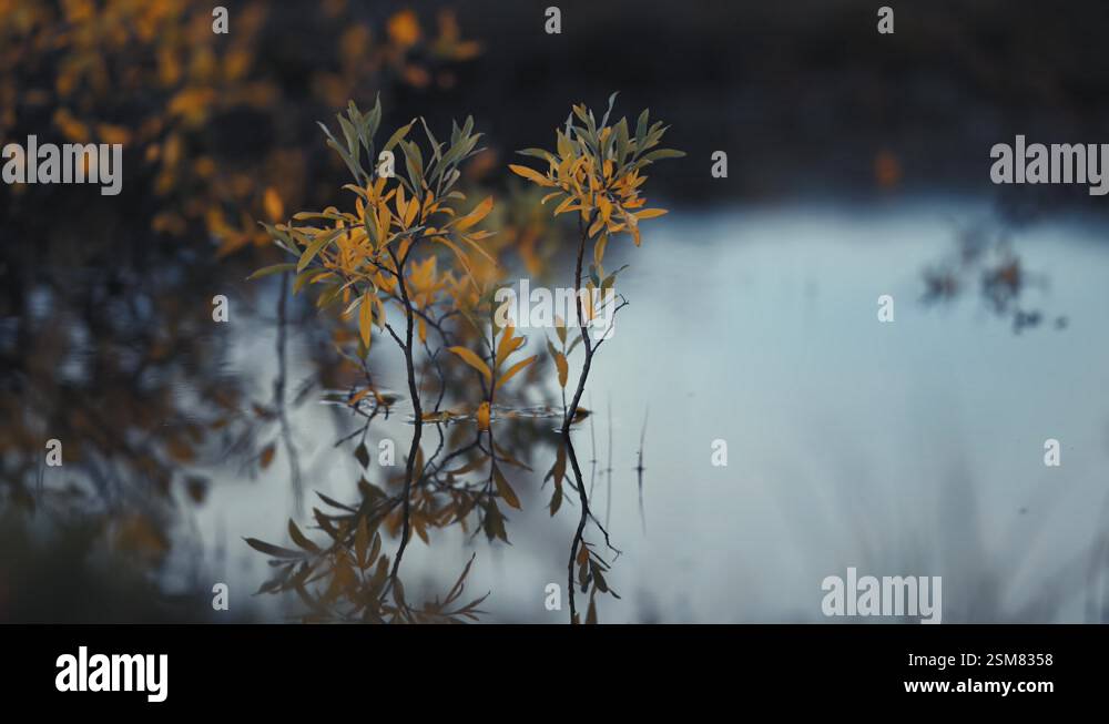 Thin twigs with yellow-green leaves stand above the water. Blurry Stock ...