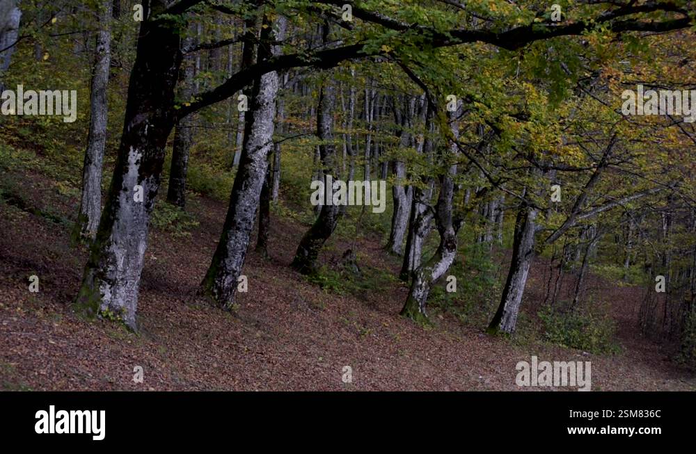 Time lapse of landscape of mountain autumn forest Stock Video Footage ...