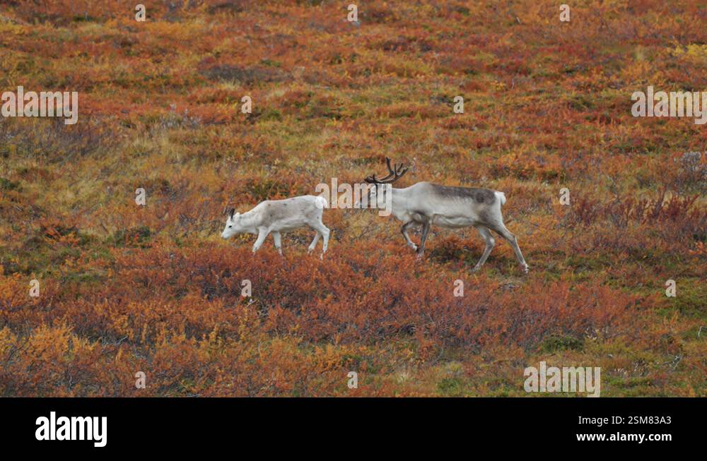 A female reindeer and her calf walk through autumn tundra wetlands ...