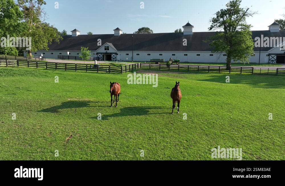 Horse breeding thoroughbred Stock Videos & Footage - HD and 4K Video ...