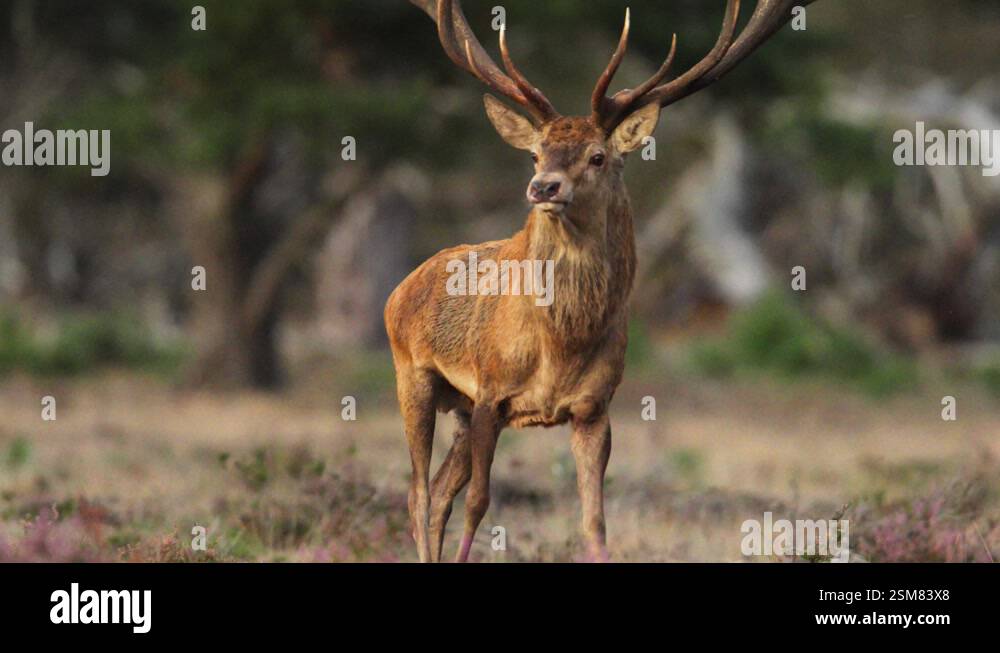 Close up of a very large red deer buck and his huge rack of antlers ...