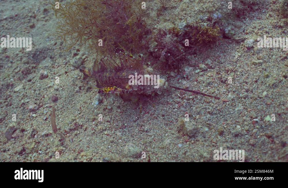 Sea Goblin fish with splayed colorful fins hides under alga on sand ...