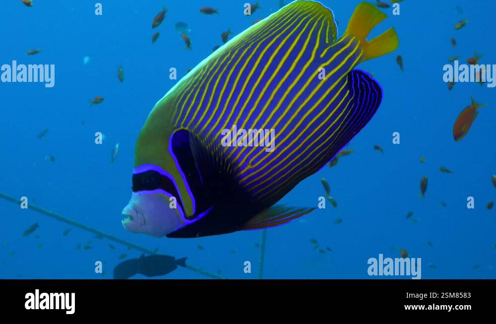 Emperor Angelfish swimming in blue water in the Red Sea Stock Video ...