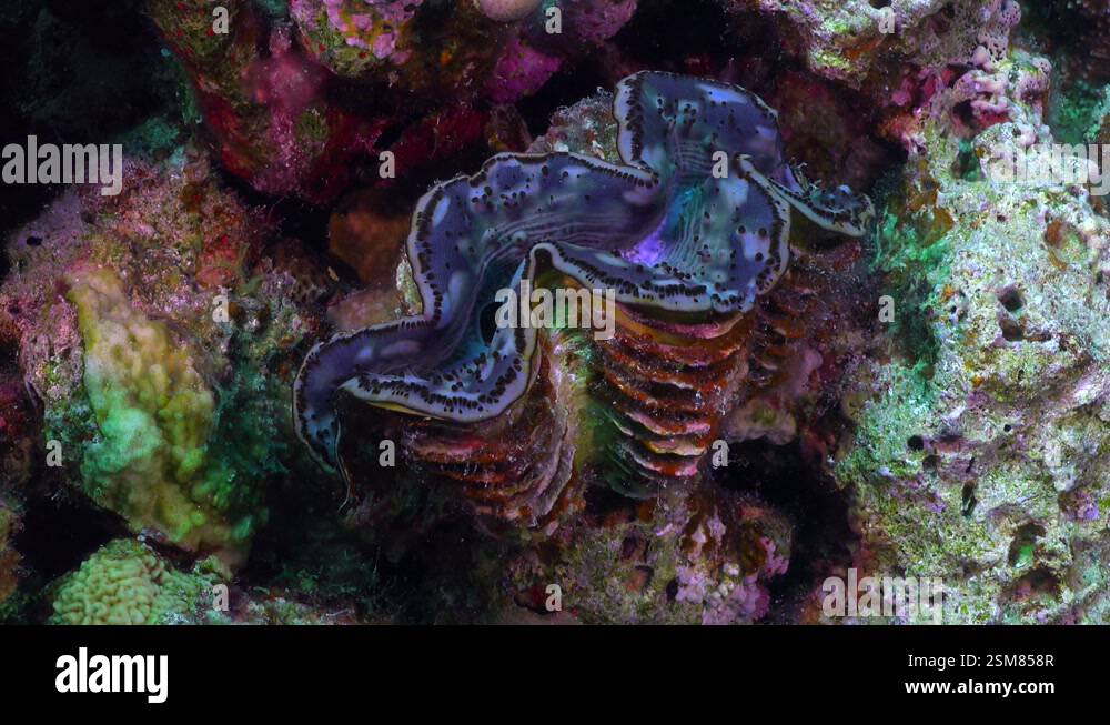 Giant Blue Clam close up on coral reef in the Red Sea Stock Video ...