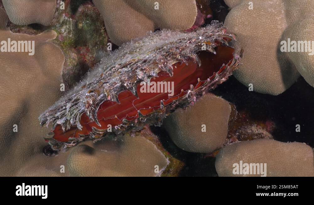 Red Shell super close up on coral reef in the Red Sea Stock Video Footage - Alamy