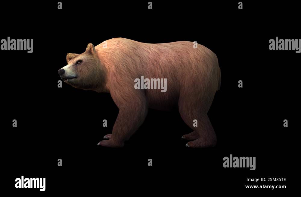 A brown bear standing idle on black background with alpha channel ...