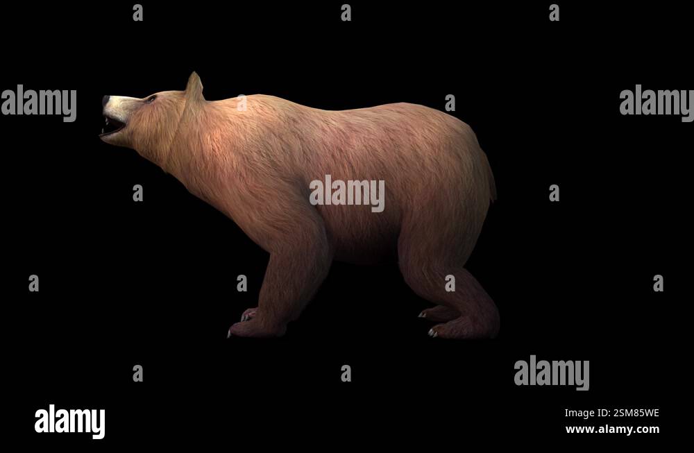 A brown bear howling on black background with alpha channel included at ...