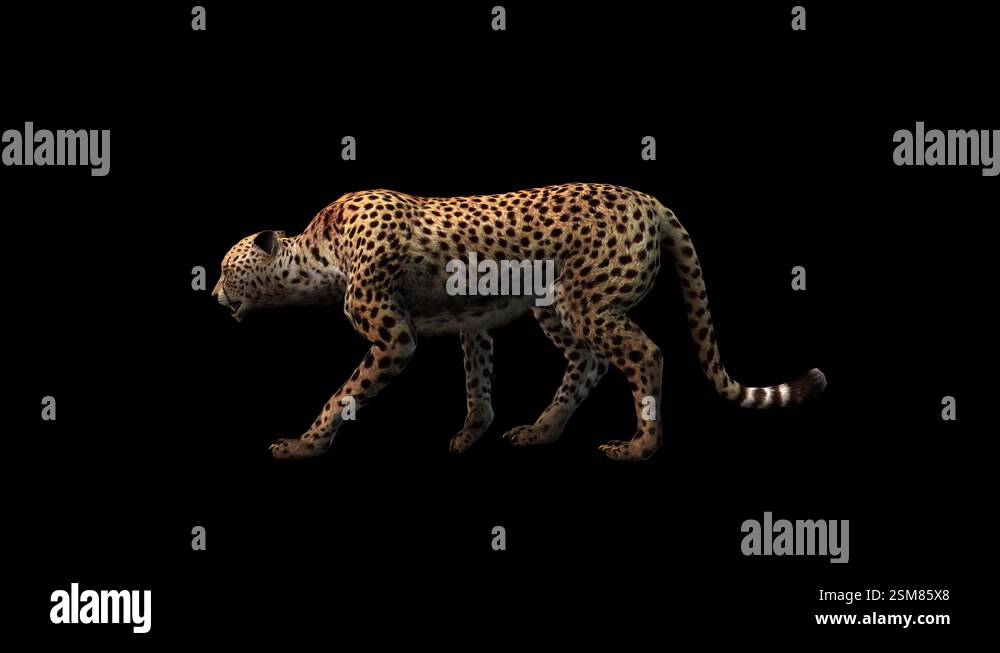 A cheetah walking on black background with alpha channel included at ...