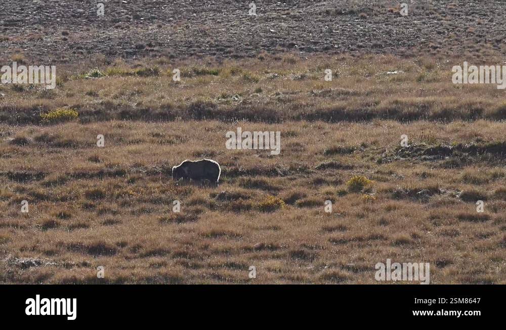 Himalayan brown bear grazing in Deosai national park Stock Video ...