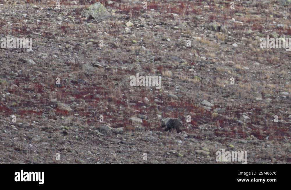 Himalayan Brown Bear in deosai National Park Stock Video Footage - Alamy