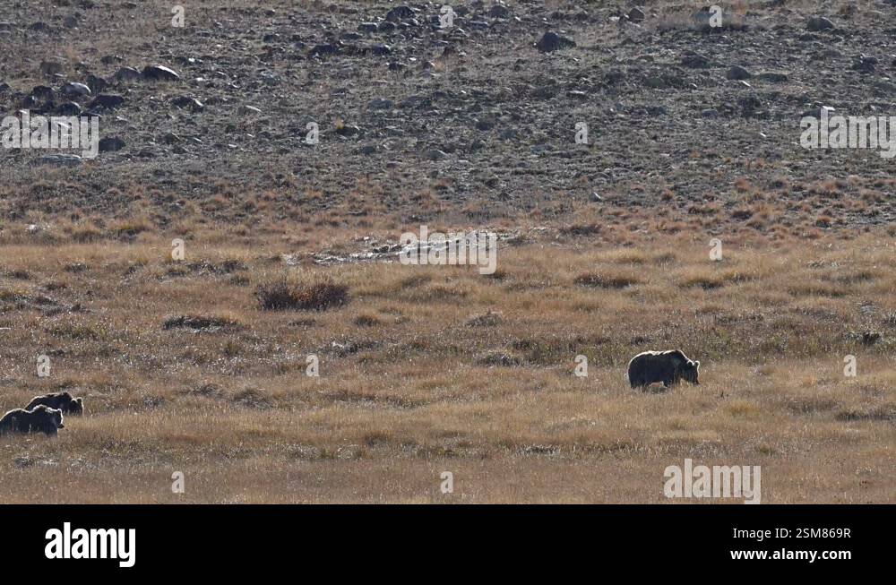 Himalayan brown bear with Cubs grazing in Deosai national park Stock ...