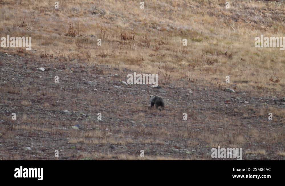 Himalayan brown bear with Cubs grazing in Deosai national park Stock ...