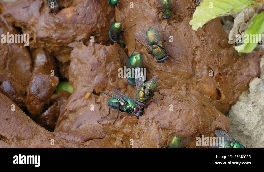 Flies gathering on fresh human feces Stock Video Footage - Alamy