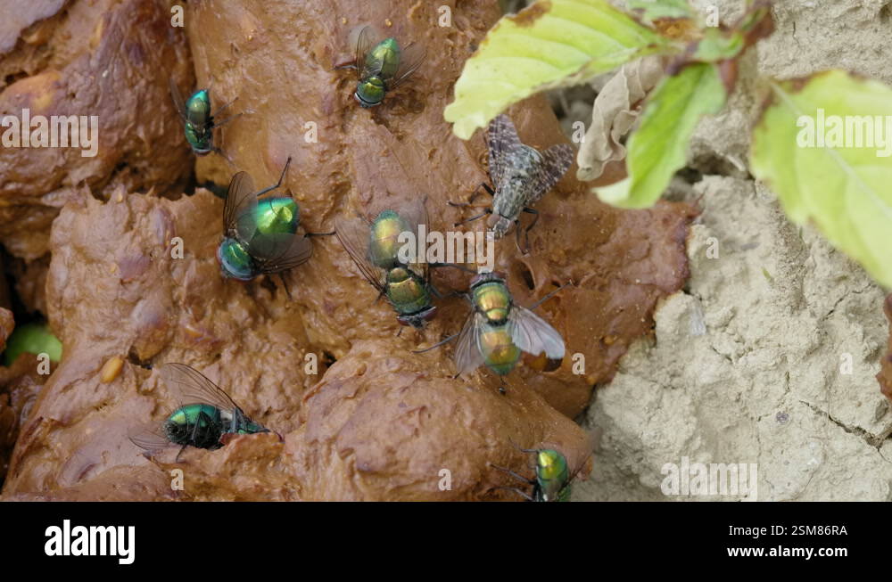 Flies gathering on fresh human feces Stock Video Footage - Alamy