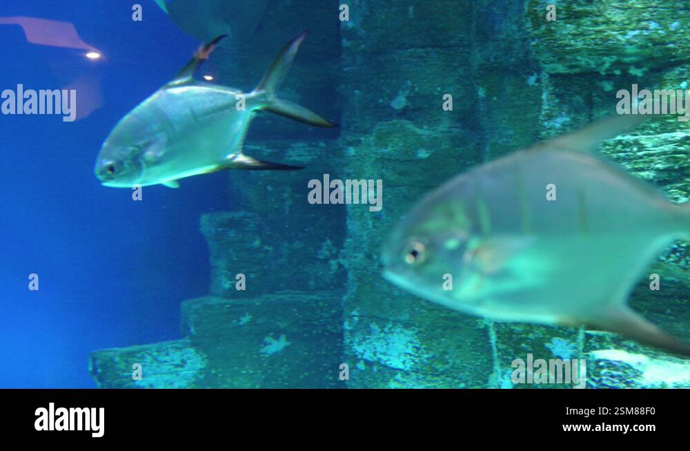 Beautiful exotic fish in a large aquarium. Excursion to the oceanarium ...