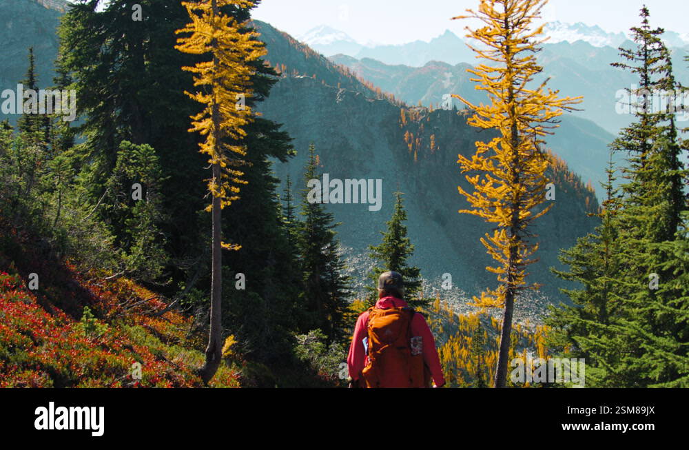 Maple Pass Larch Hike A Golden Wonderland Stock Video Footage - Alamy