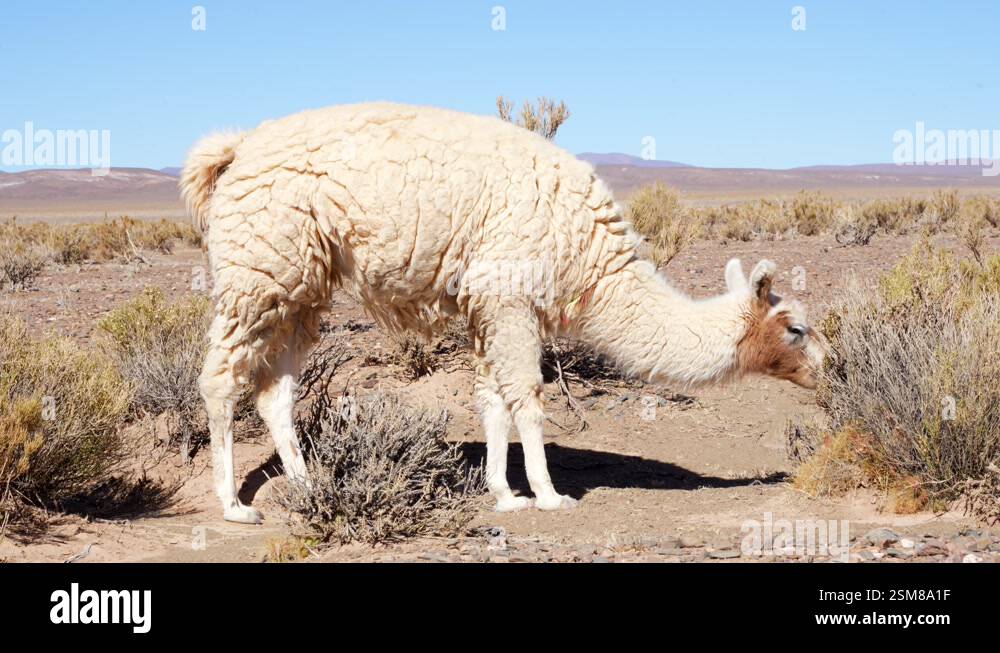 Llama feeding, near Salinas Grandes in the province of Jujuy, northern ...