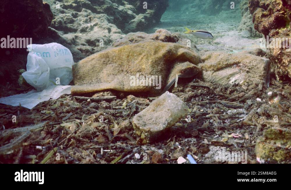 Algae pollution dead fish Stock Videos & Footage - HD and 4K Video ...