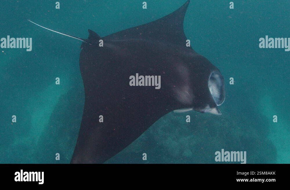 The giant oceanic manta ray, giant manta ray or oceanic manta ray ...