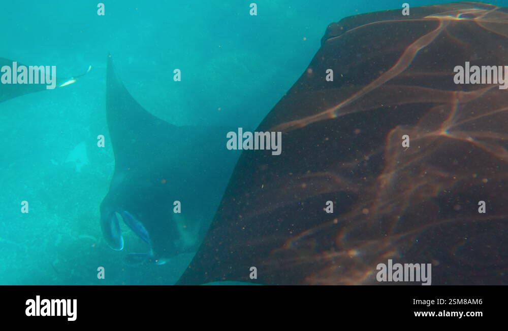The giant oceanic manta ray, giant manta ray or oceanic manta ray ...